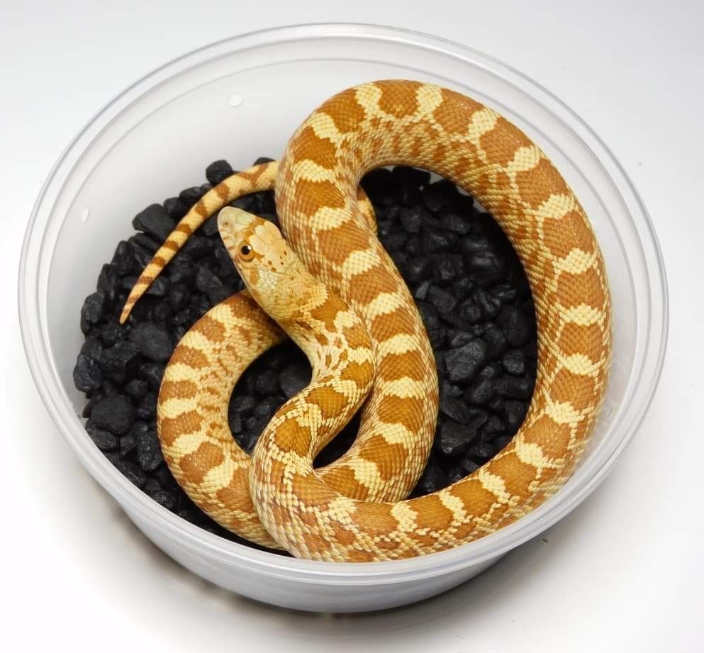 Hypo Stillwater Bullsnake by L&R Reptile - MorphMarket