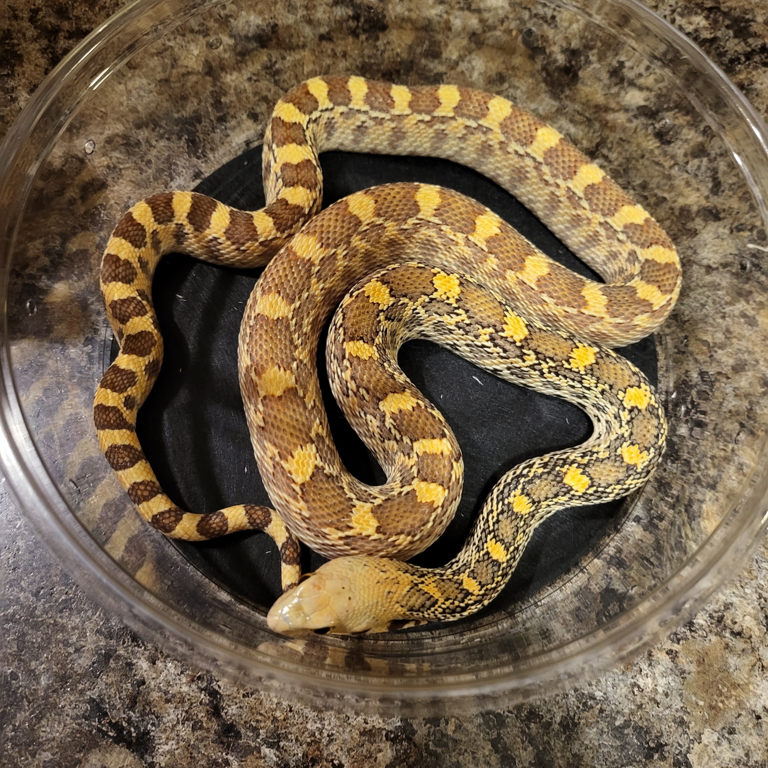 Hypo Stillwater Bullsnake by L&R Reptile - MorphMarket