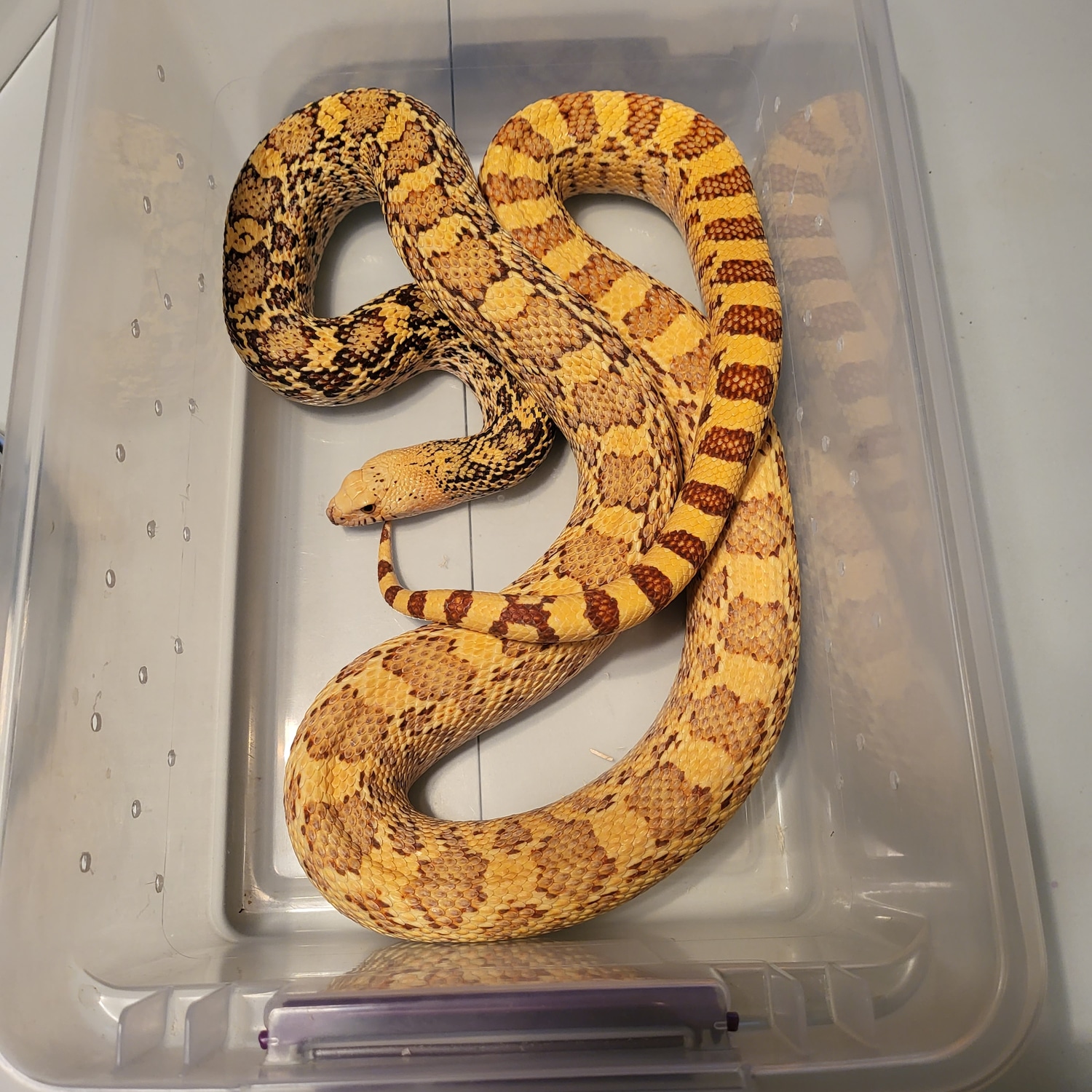 Hypo Stillwater Bull Bullsnake by L&R Reptile - MorphMarket