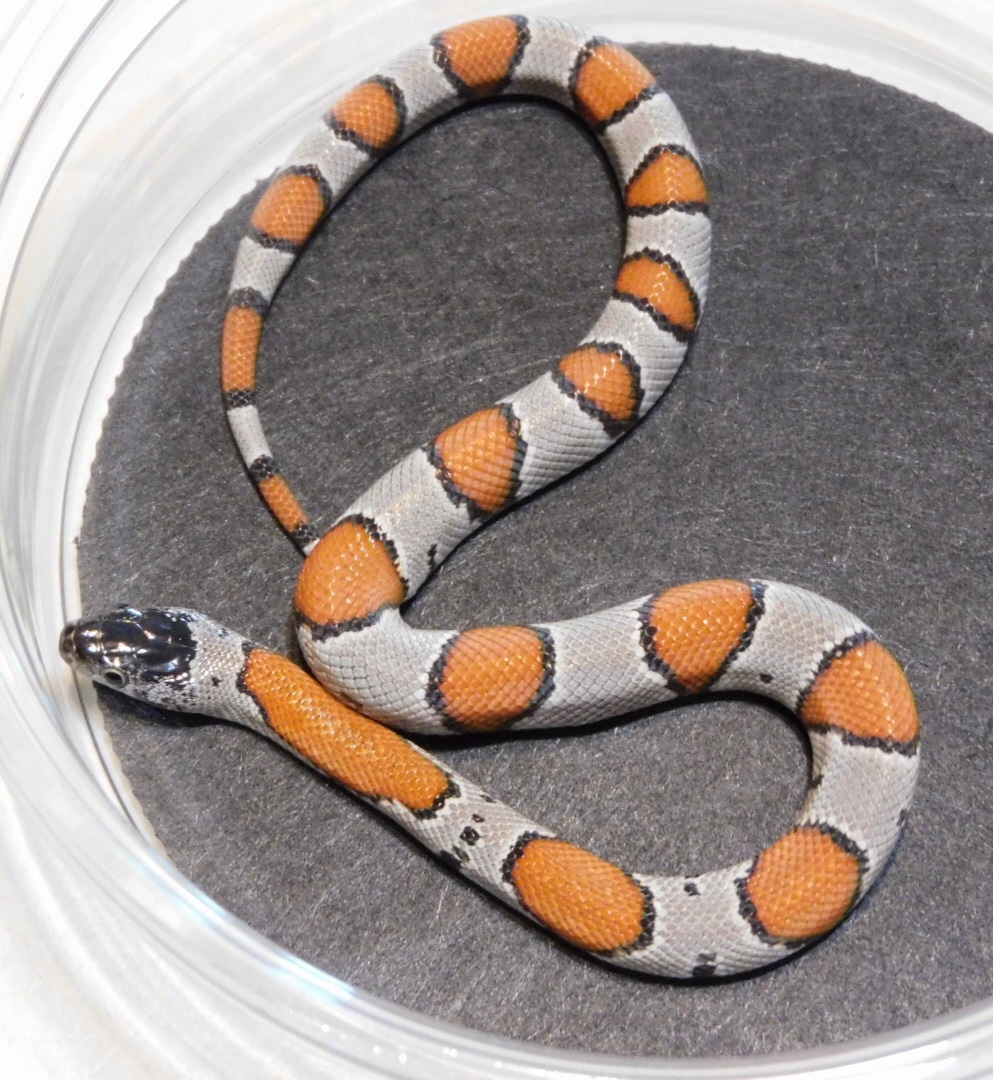 Grayband Kingsnake Gray-banded Kingsnake by L&R Reptile - MorphMarket