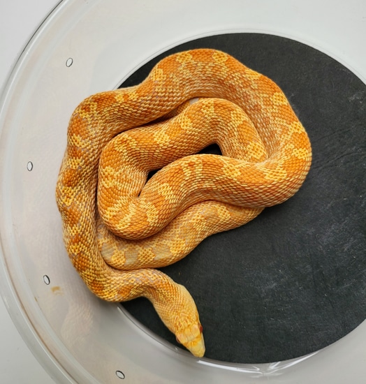 Albino 66% Het Patternless Bullsnake by L&R Reptile