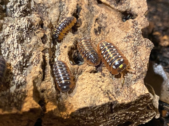 10ct+ Clown Isopods (Armadillidium Klugii) by Bay Area animal
