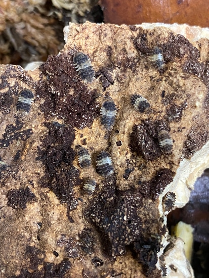 Thai Spiky Isopods 6ct by Bay Area animal