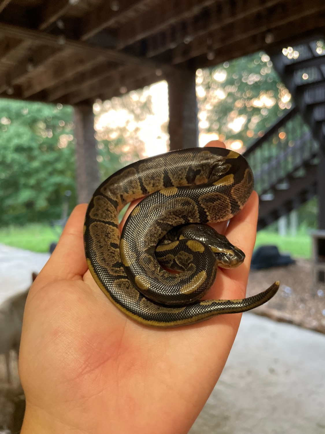 FREE SHIPPING Sable Ball Python by Land to Sea Exotics - MorphMarket