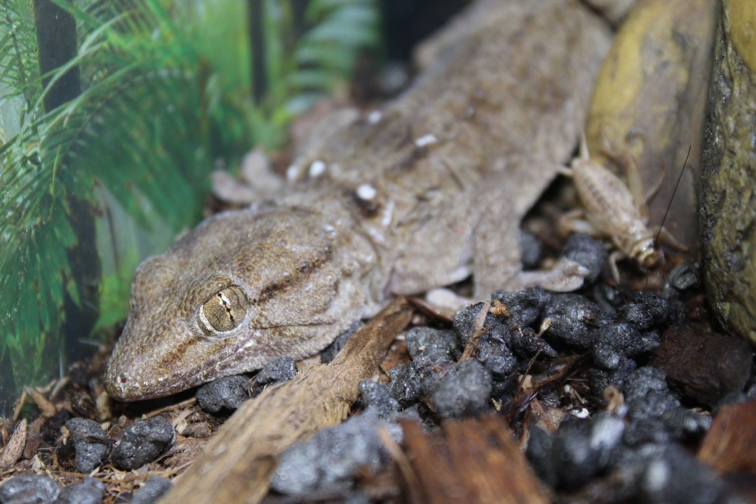 White-Spotted Gecko Other Gecko by Land to Sea Exotics - MorphMarket