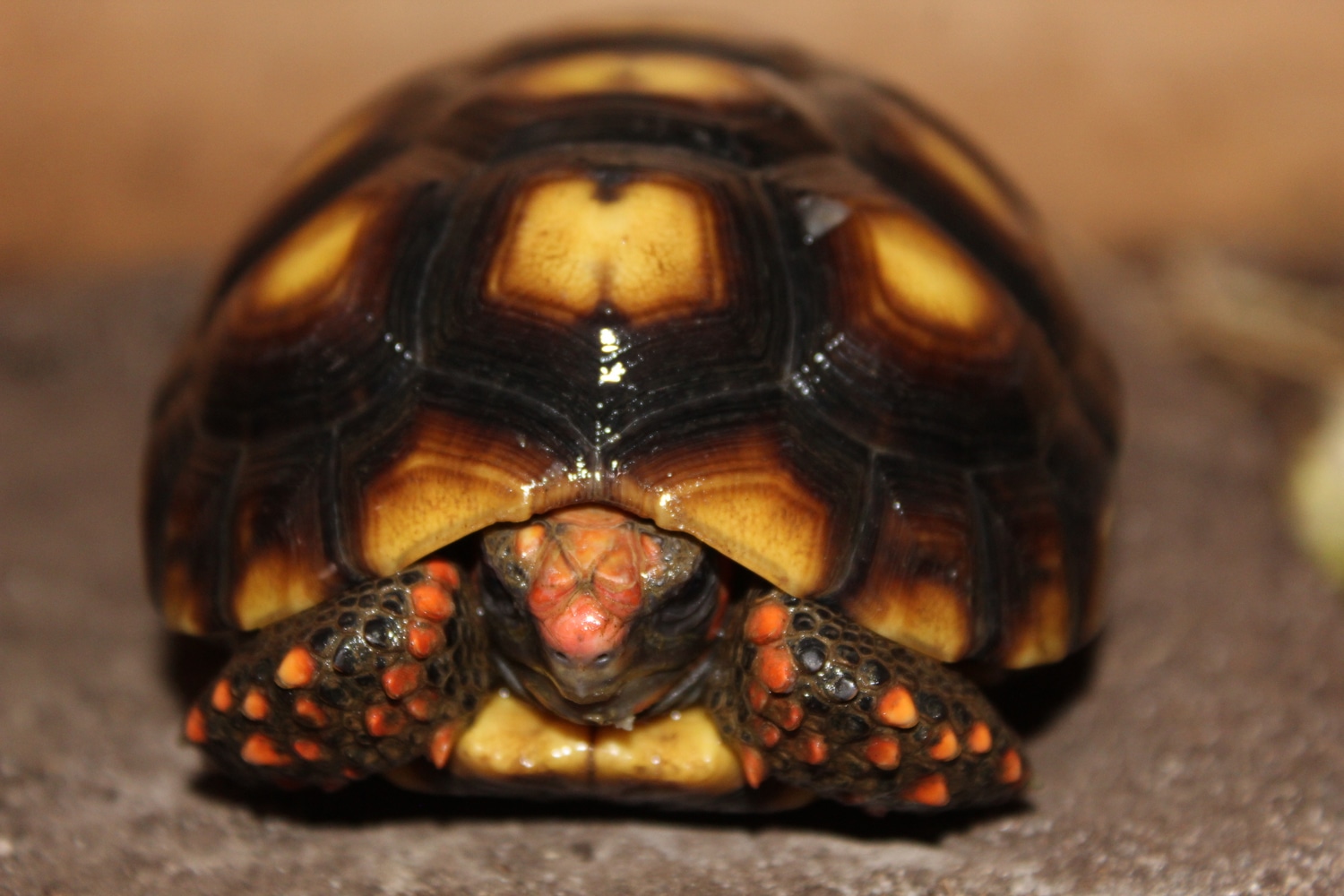Cherry Head Red-footed Tortoise by Land to Sea Exotics - MorphMarket