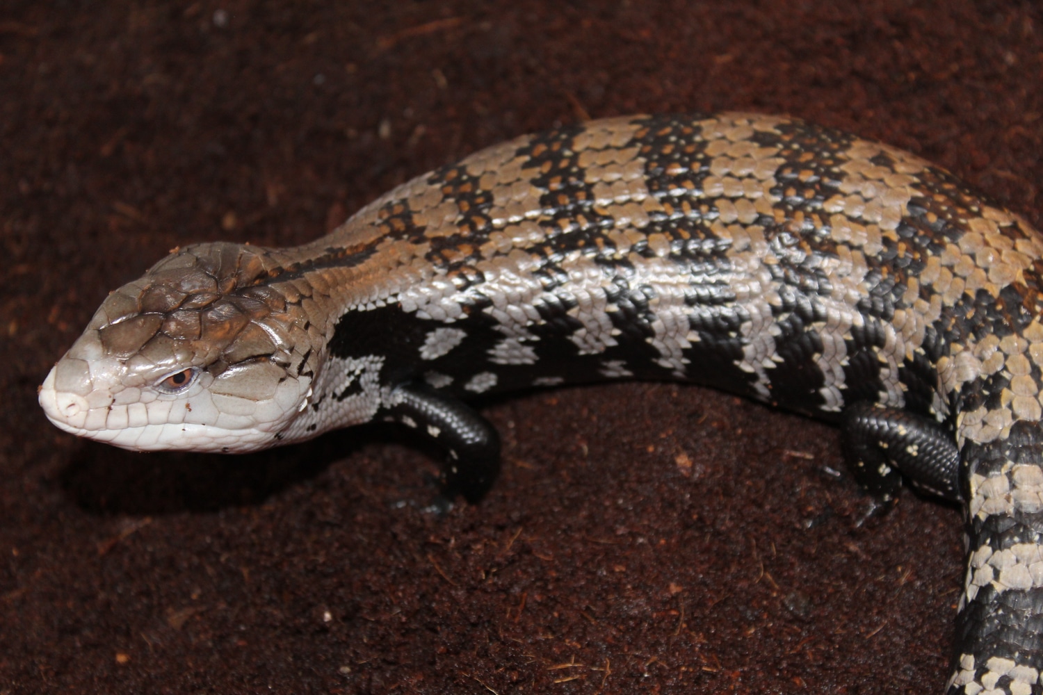 Halmahera Blue-Tounged Skink Halmahera Blue-Tongued Skink by Land to ...
