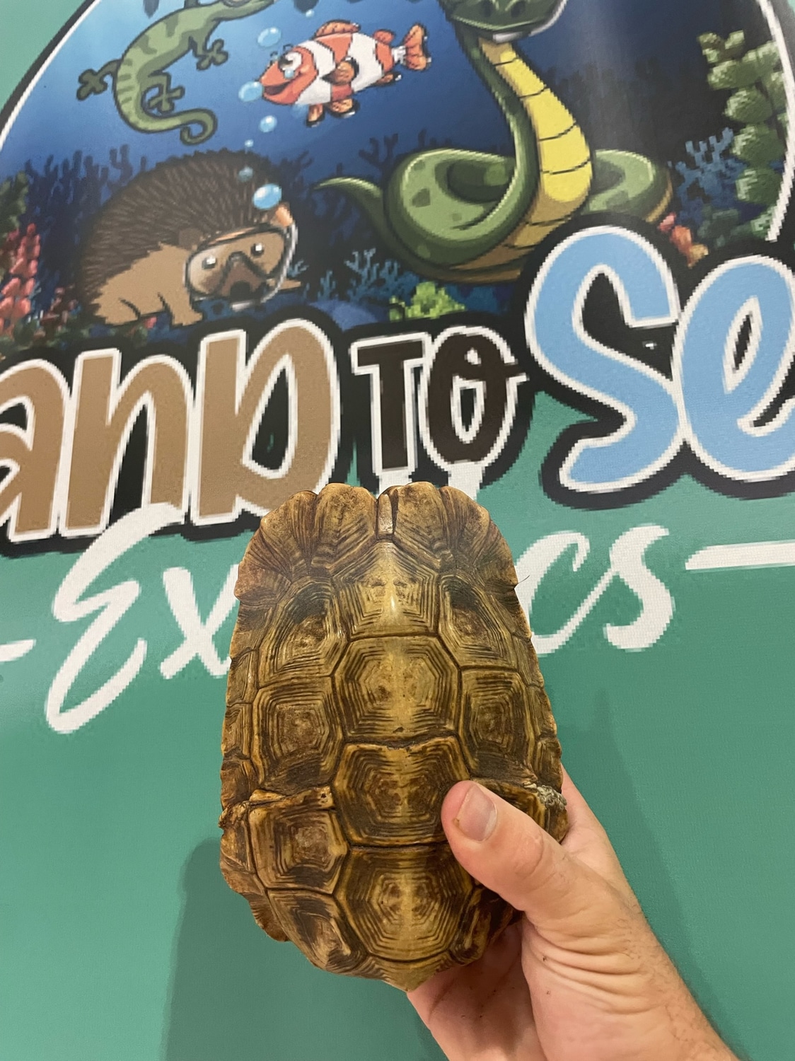 Hingback Tortoise Home's Hinge-back Tortoise by Land to Sea Exotics ...