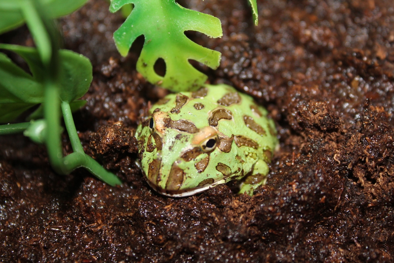 Green Pacman Frog by Land to Sea Exotics - MorphMarket