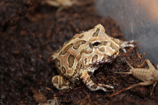 Coffee Pacman Frog by Land to Sea Exotics