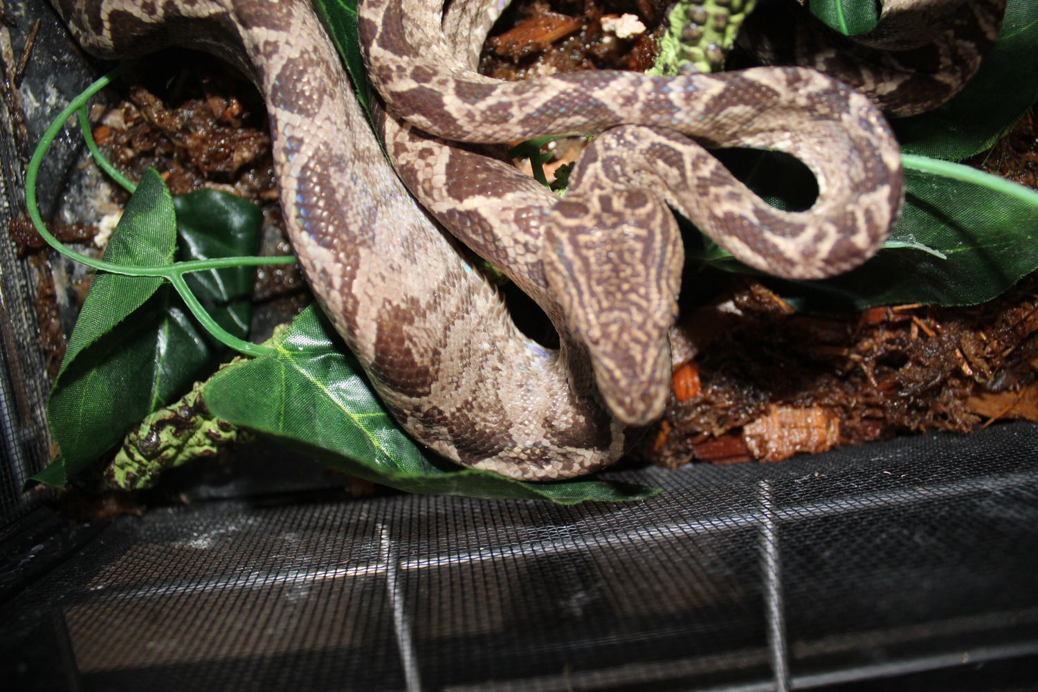 Garden Phase Amazon Tree Boa by Land to Sea Exotics - MorphMarket