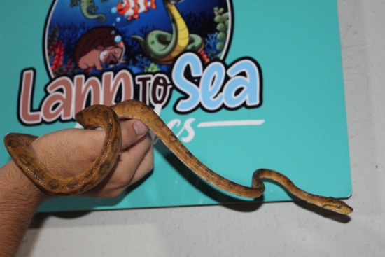 Yellow Amazon Tree Boa by Land to Sea Exotics