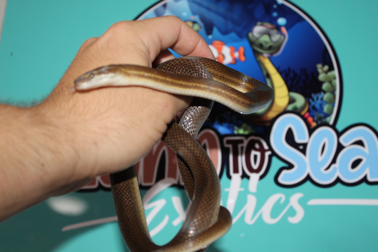 Red House Snake by Land to Sea Exotics - MorphMarket