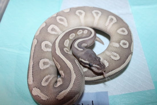 Pastel Mystic Potion Ball Python by Land to Sea Exotics