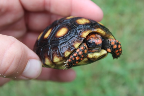 Cherry Head Red-Footed Tortoise by Land to Sea Exotics