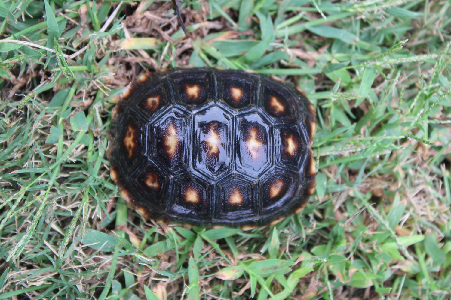 Cherry Head Red-footed Tortoise by Land to Sea Exotics - MorphMarket