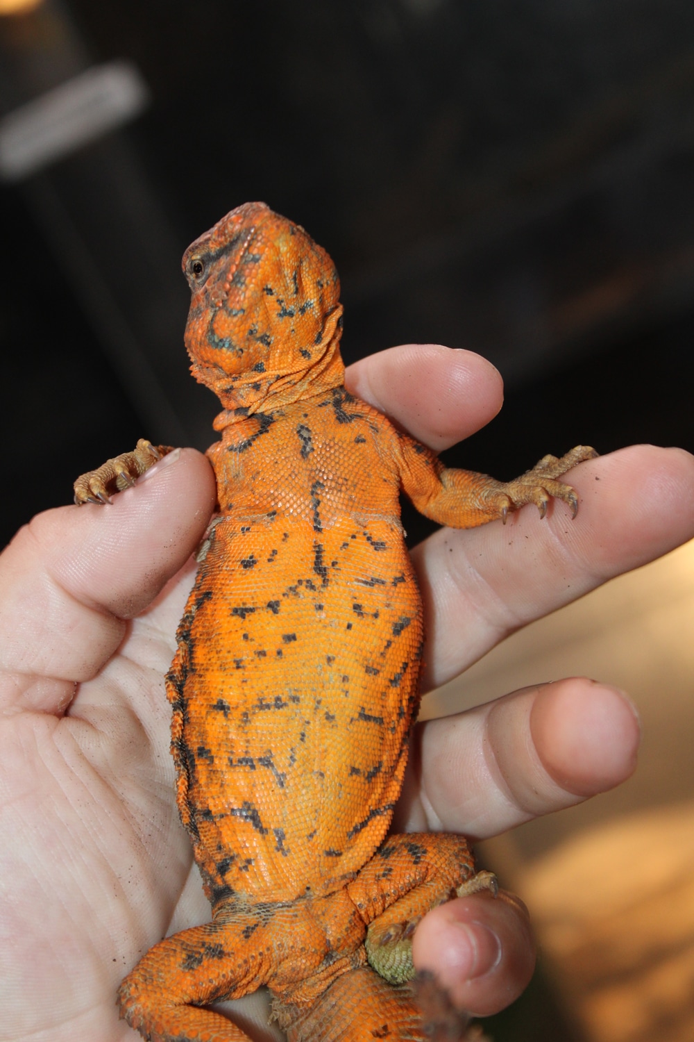 Red Spiny-Tailed Lizard by Land to Sea Exotics - MorphMarket
