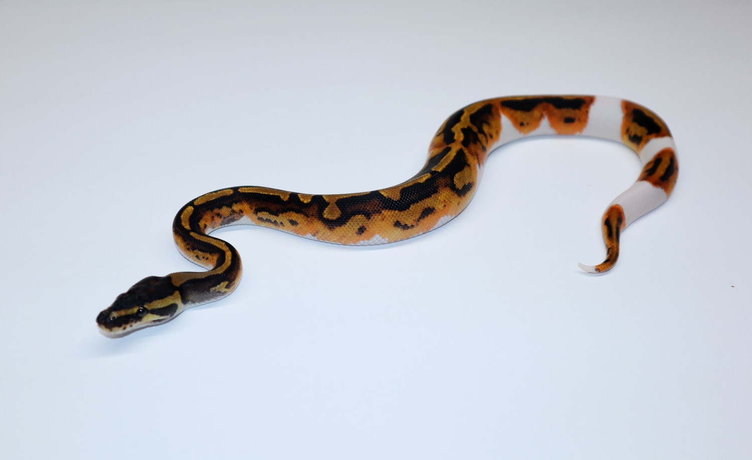 Yellowbelly Pied 50% Ph Albino Ball Python by Lane Limited Pythons ...