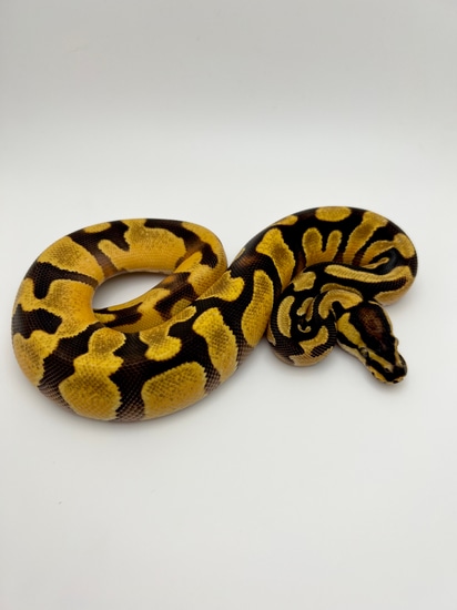 OD YB Enchi 100% Het Pied Ball Python by Lane Limited Pythons