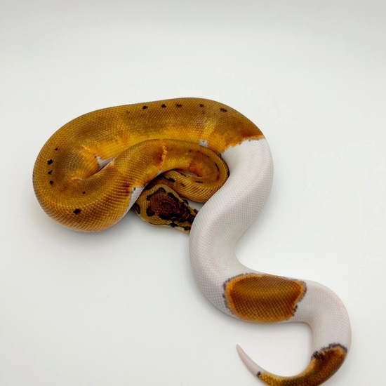Orange Dream Pinstripe Pied Ball Python by Lane Limited Pythons