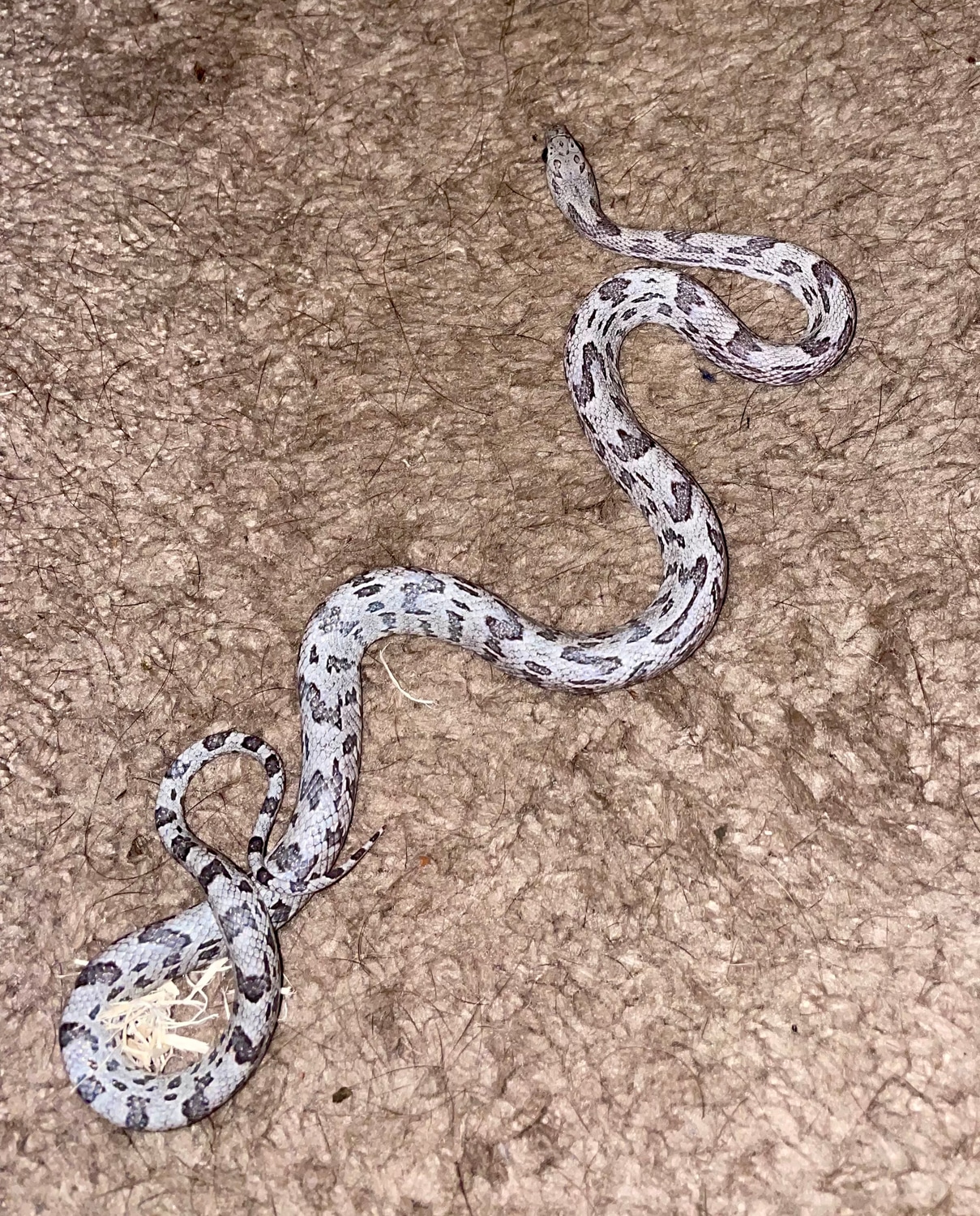 Shatter Corn Snake by J & A exotics - MorphMarket