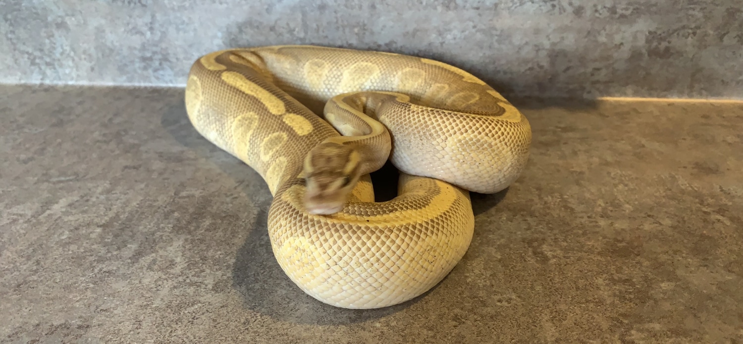 Enchi Soulsucker Ball Python by Lanham Pythons - MorphMarket