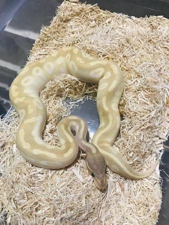 Crystal Ball Python by LanhamPythons