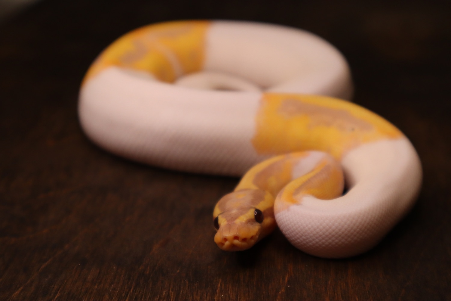 Banana Piebald Ball Python by LanhamPythons - MorphMarket