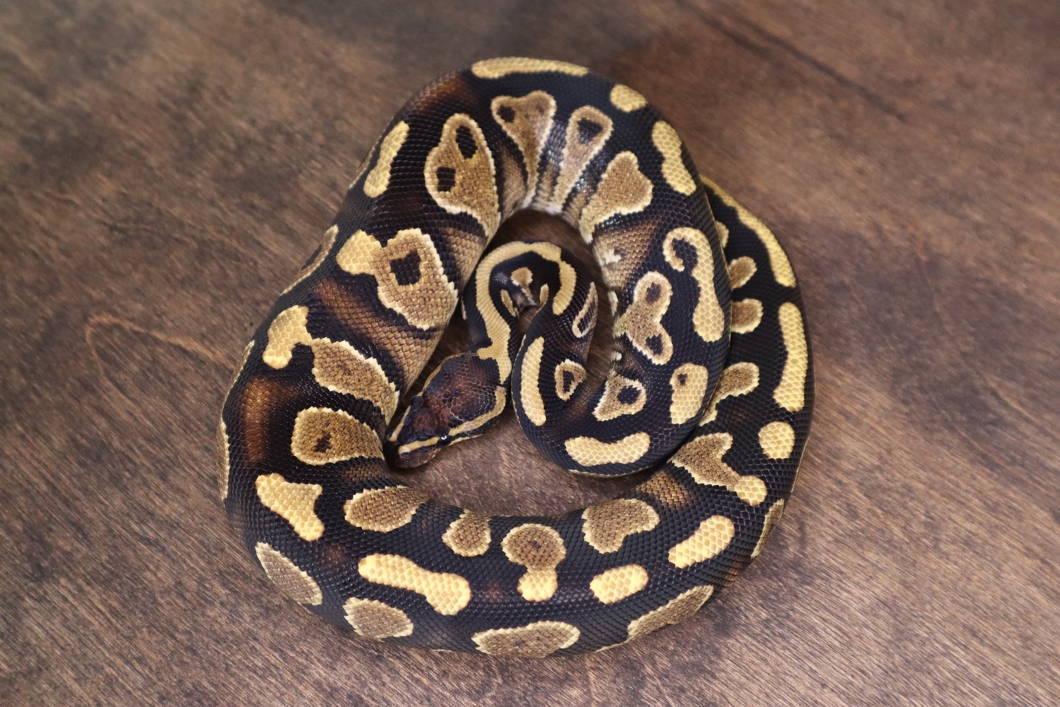 Yellowbelly Het Piebald Ball Python by Lanham Pythons - MorphMarket