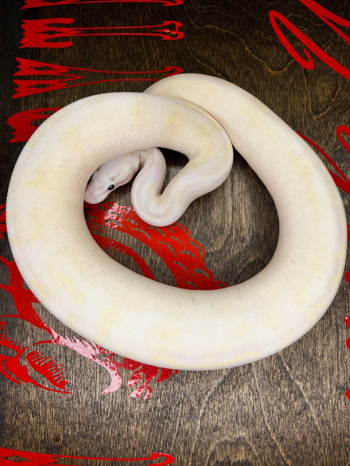 Pastel Ivory Ball Python by Lanham Pythons - MorphMarket