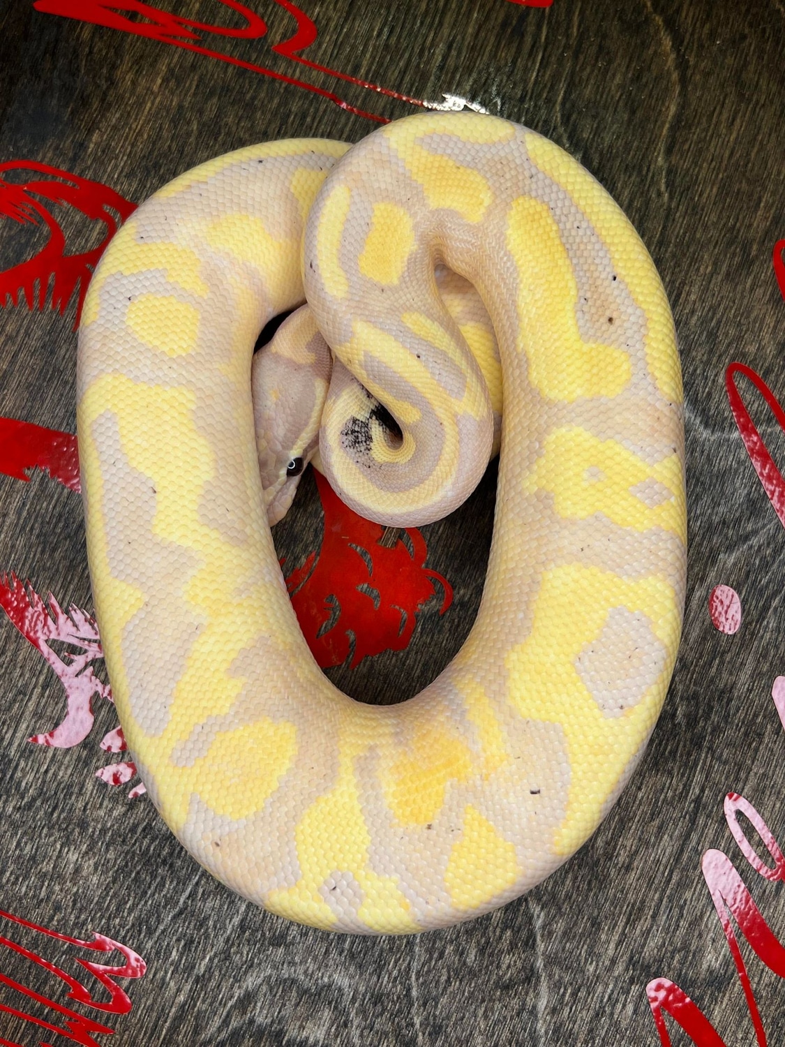 Low White Banana Piebald With Paradox Ball Python by Lanham Pythons ...