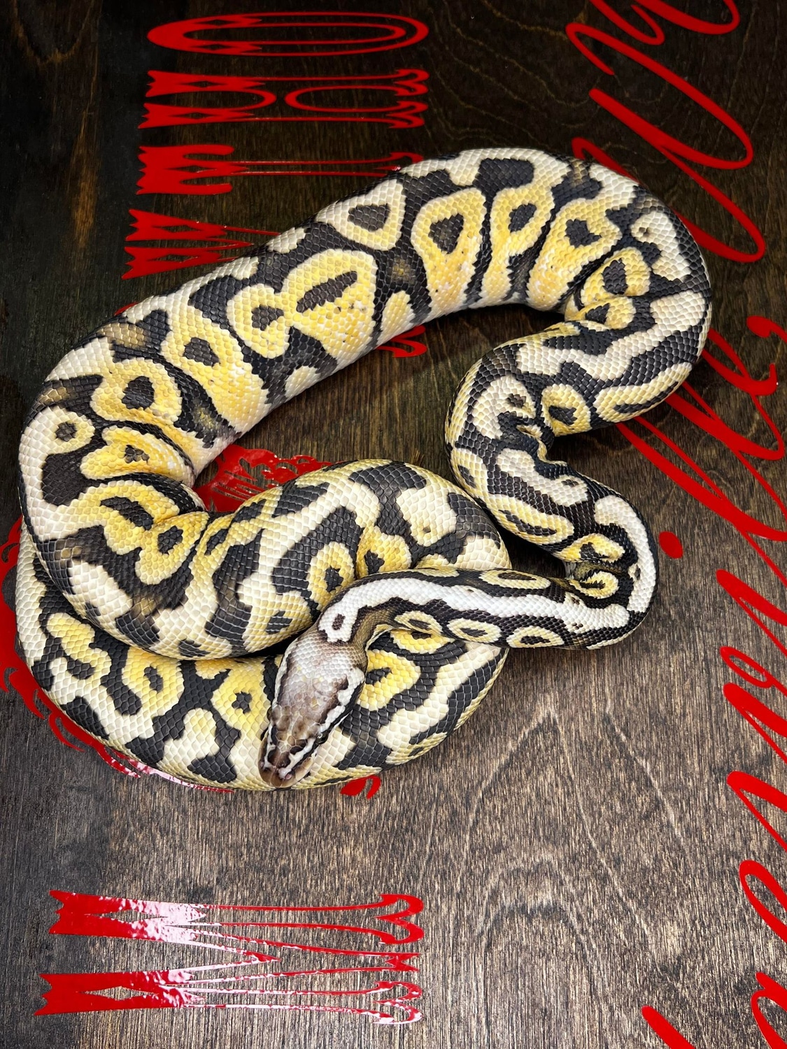 Super Pastel Spotnose Ball Python by Lanham Pythons - MorphMarket