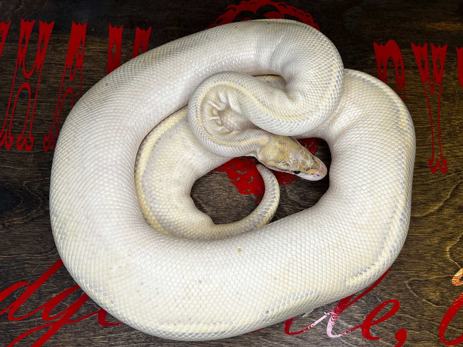 Highway Ball Python by Lanham Pythons - MorphMarket
