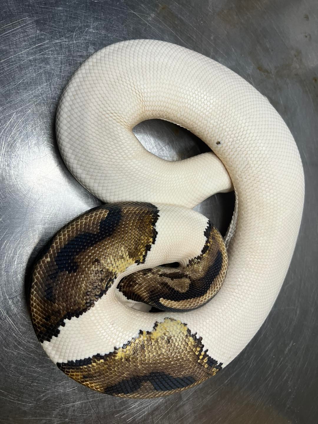 Piebald Ball Python by Lanham Pythons - MorphMarket
