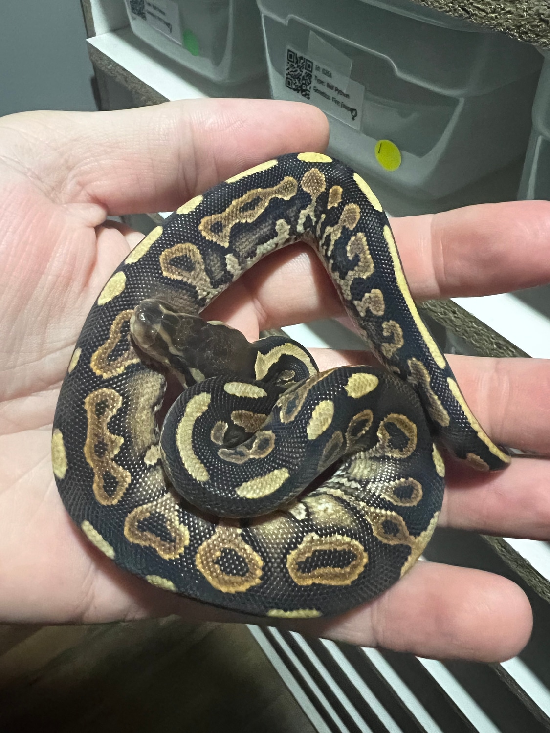 Cinnamon Yellowbelly Or Gravel Ball Python by Lanham Pythons - MorphMarket