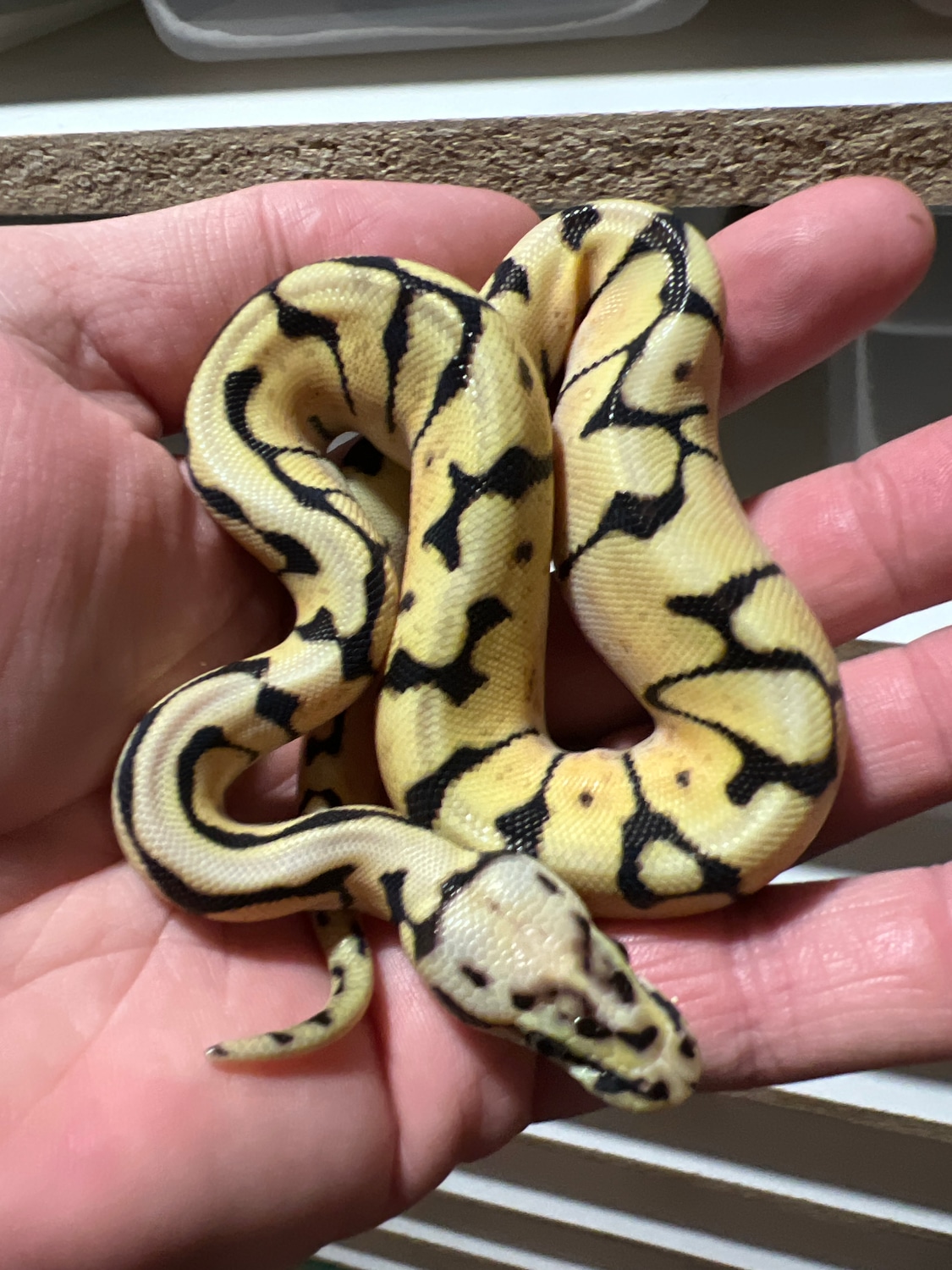 Bumblebee Ball Python by LanhamPythons - MorphMarket