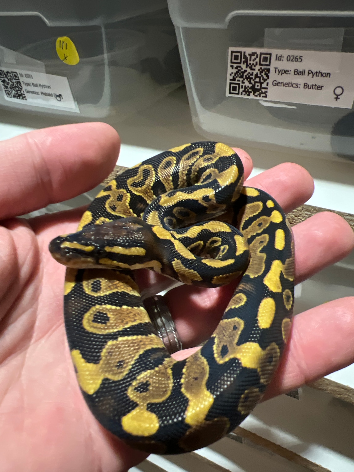 Yellowbelly/gravel Ball Python by LanhamPythons - MorphMarket