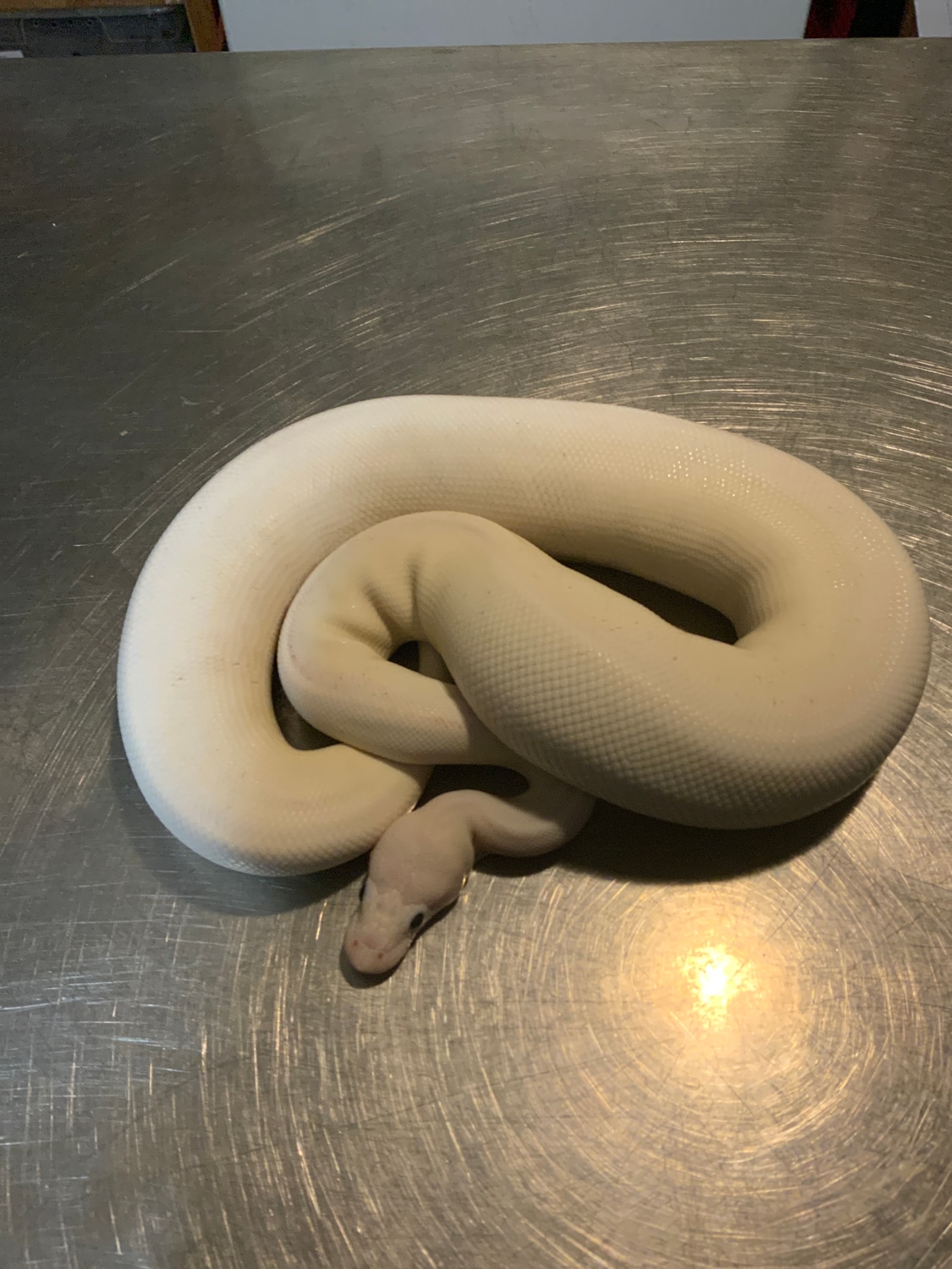 Super Fire Ball Python by LanhamPythons - MorphMarket