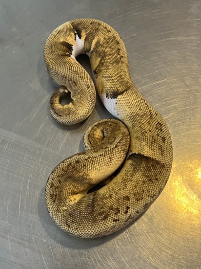 Lemon Blast Pied Ball Python by LanhamPythons
