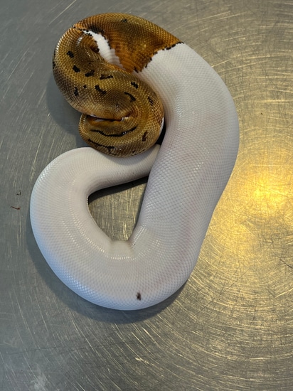 Pinstripe Pied Ball Python by LanhamPythons
