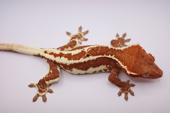 Red Frappuccino Crested Gecko by Lanni’s Lizards LLC