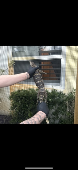 Guru Het Sulphur Water Monitor by Lanni’s Lizards LLC