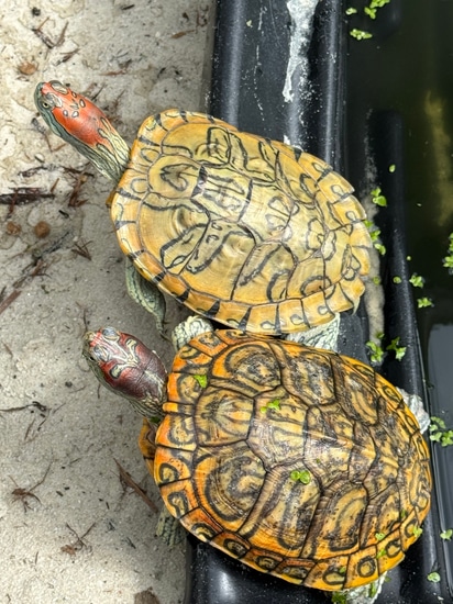 Pair Of Paisley Clowns Slider Turtle by Lanni’s Lizards LLC