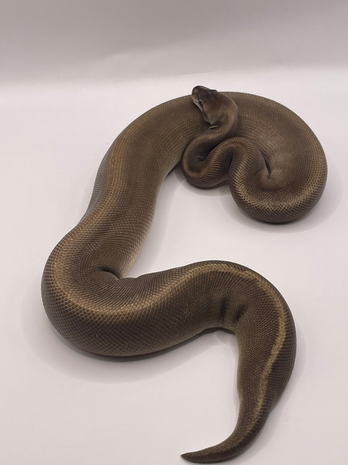 Super Cinnamon Ball Python by Diesel Pythons - MorphMarket