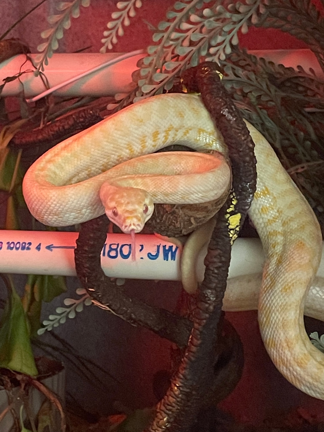 Zebra Albino Carpet Python Other Carpet Python by Diesel Reptiles - MorphMarket