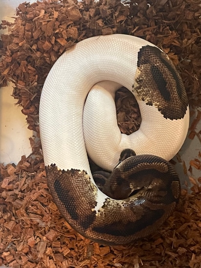 Pied Ball Python by Diesel Pythons