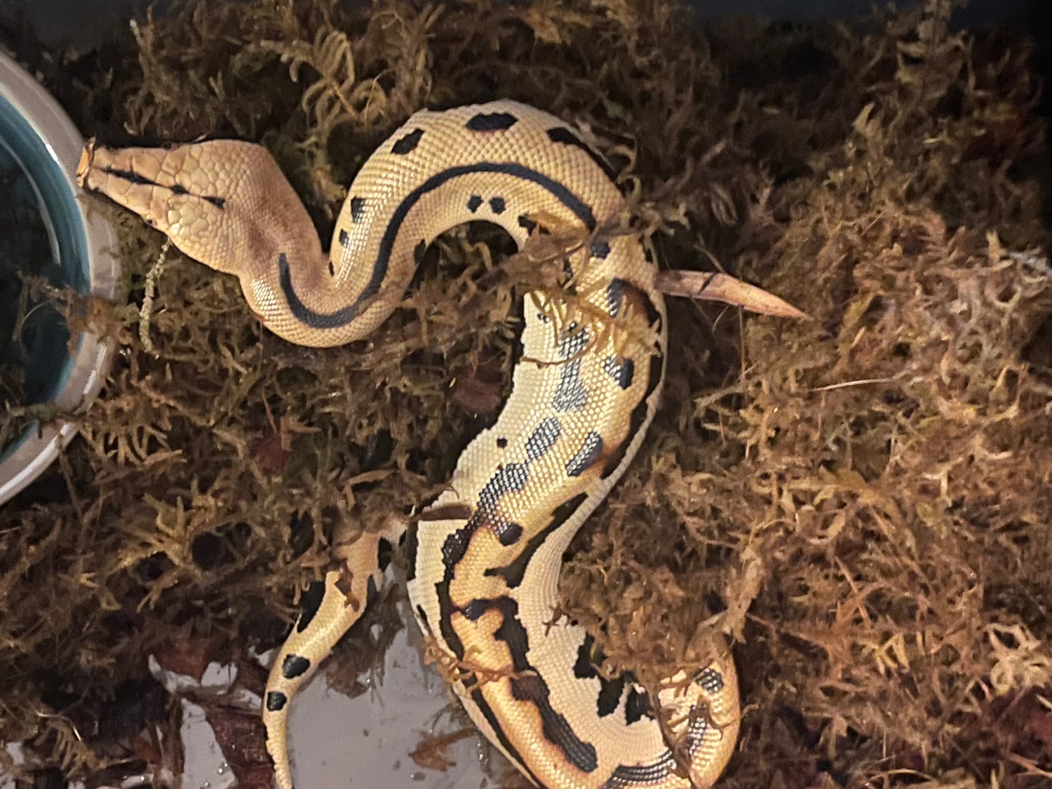 Golden Eye Het T Positive Blood Python by Diesel Pythons - MorphMarket