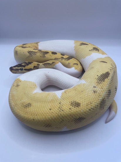 Super Enchi Leopard Orange Dream Firefly Pied Ball Python by Diesel Pythons