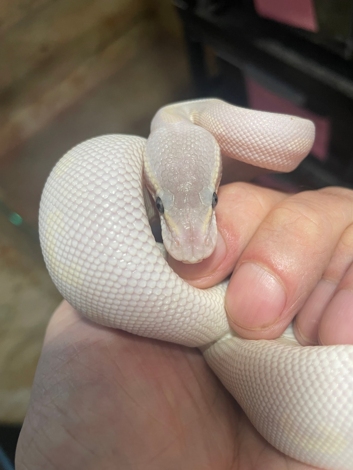 (BEL) Phantom Russo Possible Yellow Belly Ball Python by Diesel Pythons ...