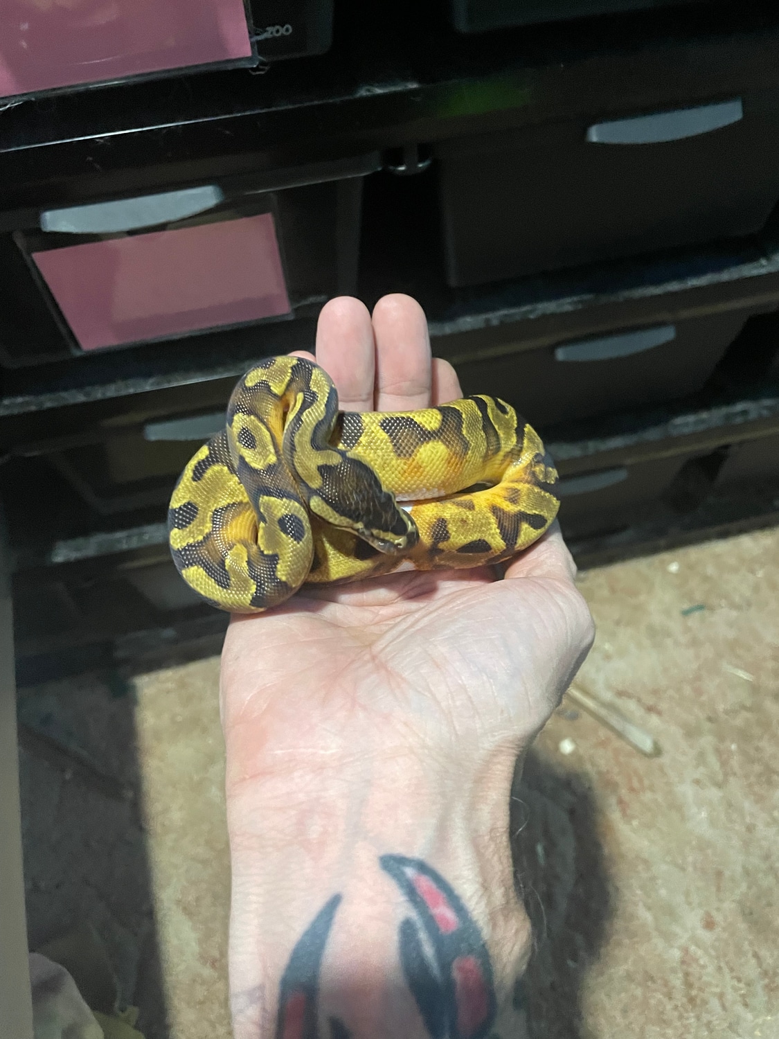 Leopard Enchi Pied Ball Python by Diesel Pythons - MorphMarket